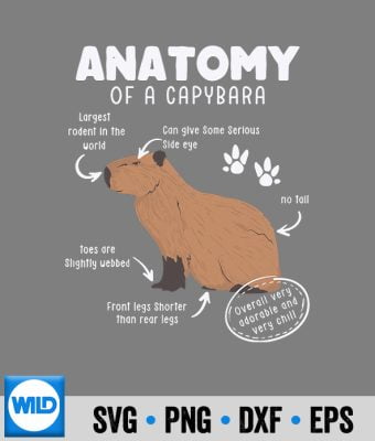 Capybara SVG, Anatomy Of A Capybara Capybara SVG - WildSvg